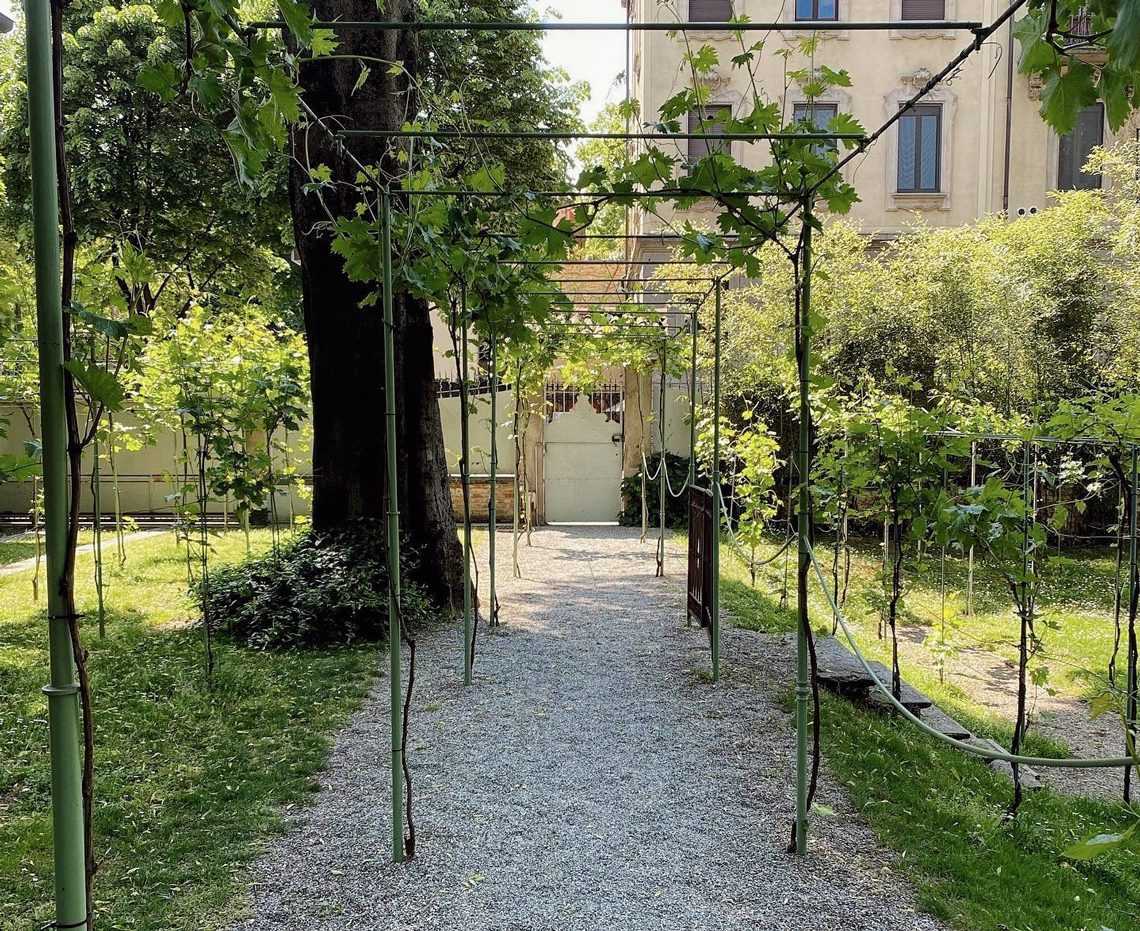 Leonardo Da Vinci vineyard in the heart of Milan - The Milan Diaries